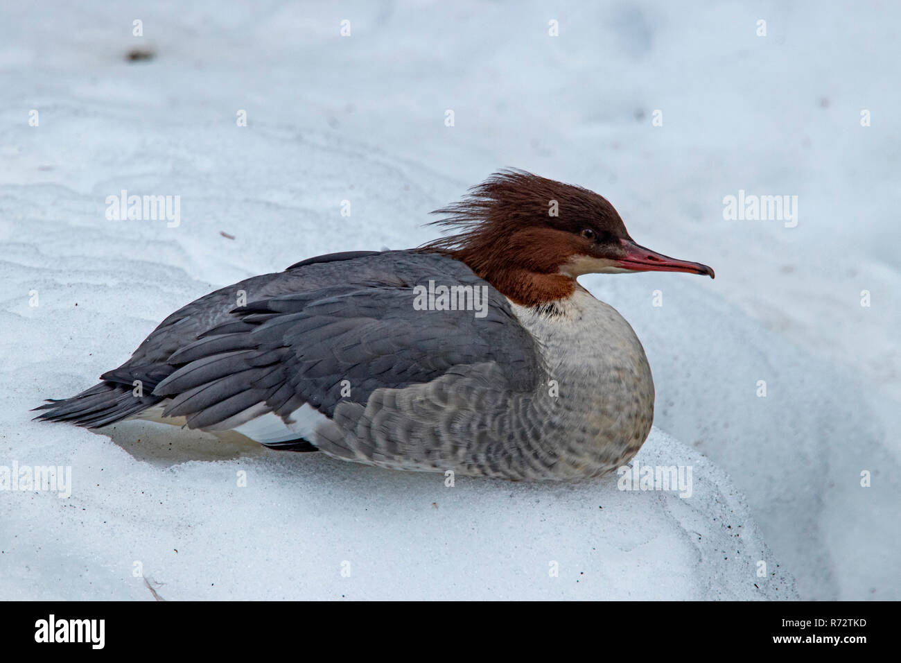 goosander, female, (Mergus merganser Stock Photo - Alamy