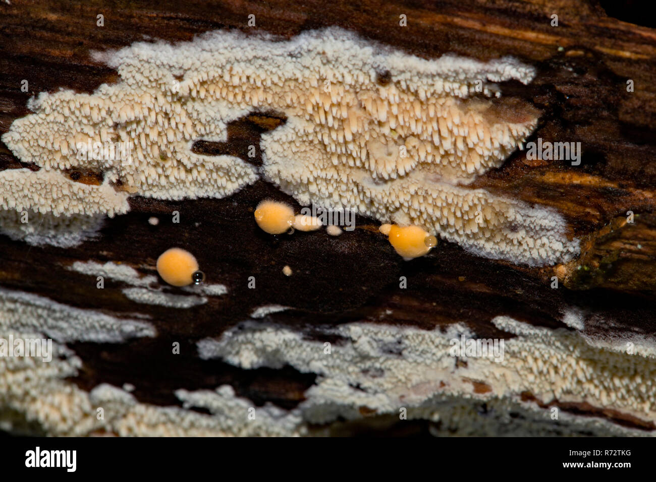 Molaris hi-res stock photography and images - Alamy