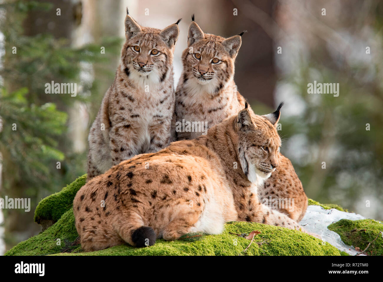 Lynx lynx group family hi-res stock photography and images - Alamy