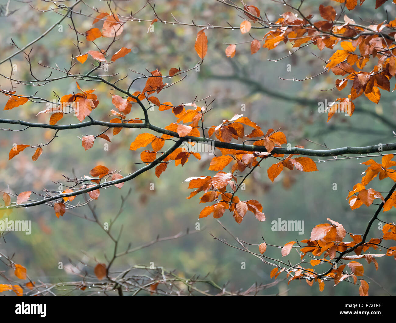 Beech tree trees branches leaves hi-res stock photography and images ...
