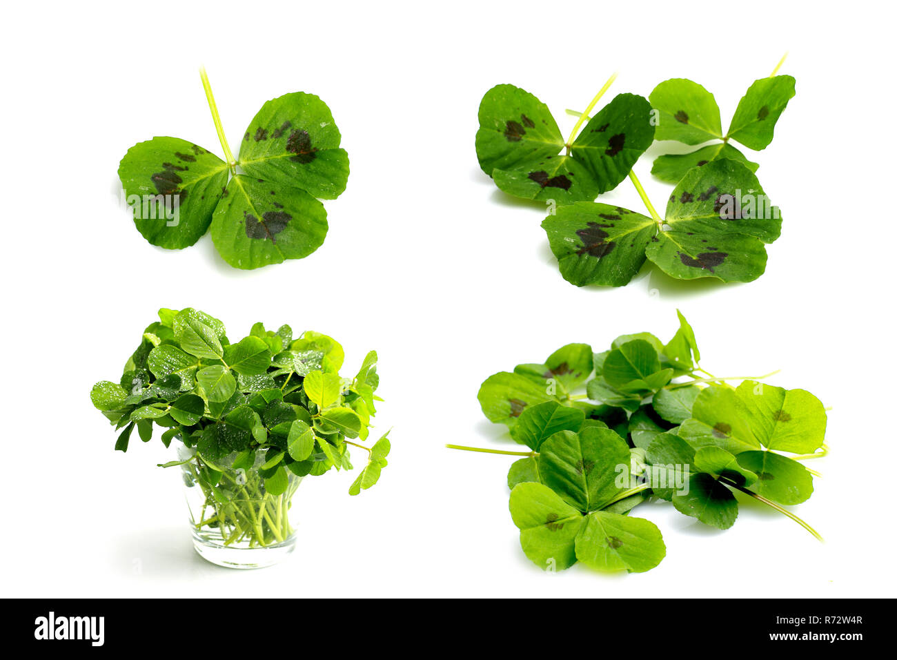 Three leaf clover plant Cut Out Stock Images & Pictures - Alamy