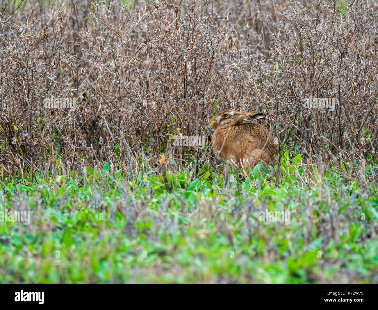 Hare hiding hi-res stock photography and images - Alamy