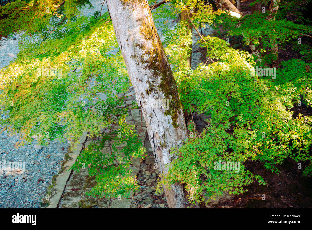 Intense Japanese maple autumn foliage Stock Photo - Alamy