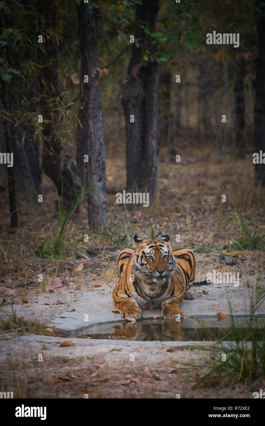 A male tiger bamera son quenching his thrust in an evening at ...