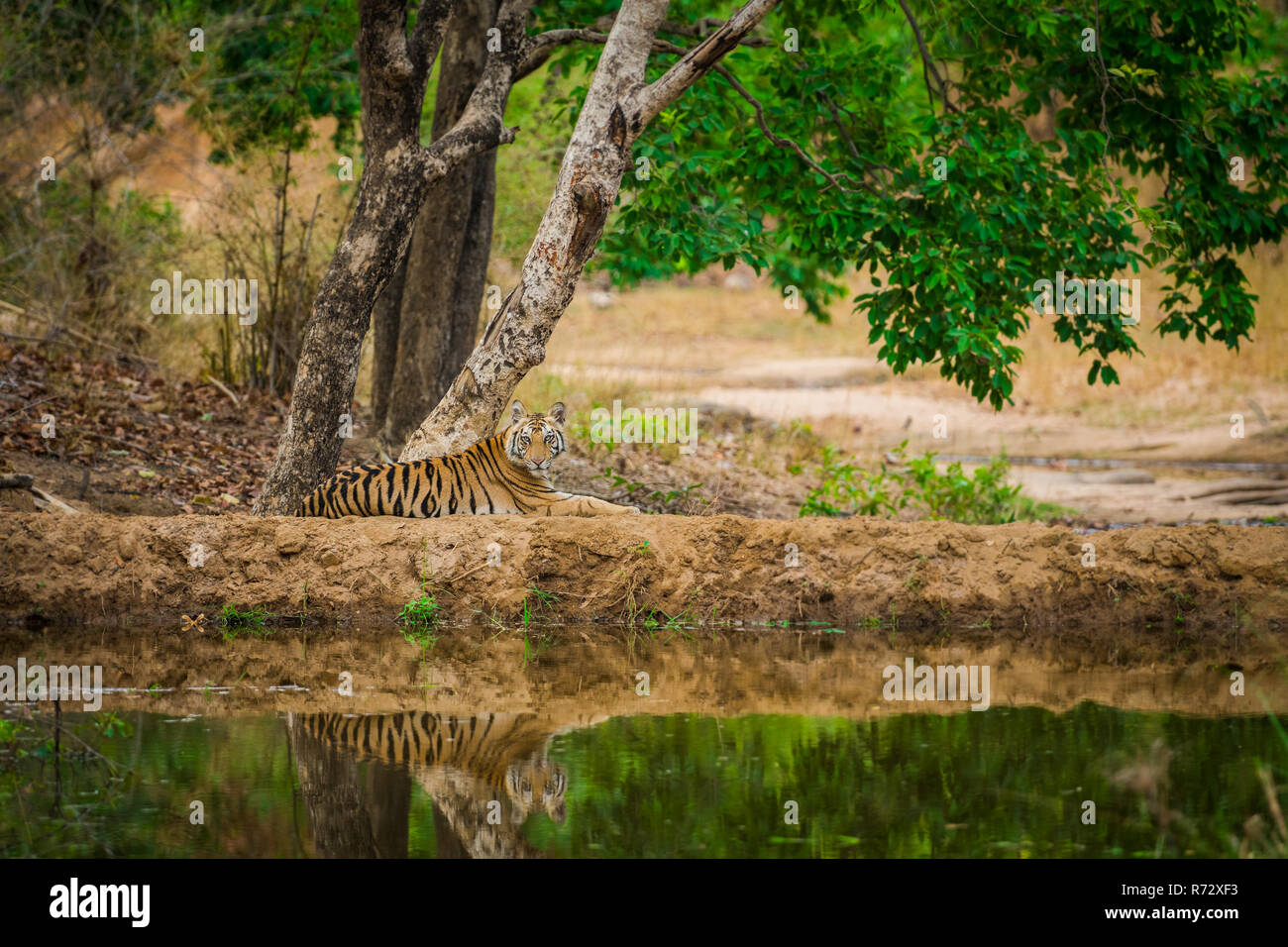 A female tiger cub with reflection in water at bandhavgarh tiger ...