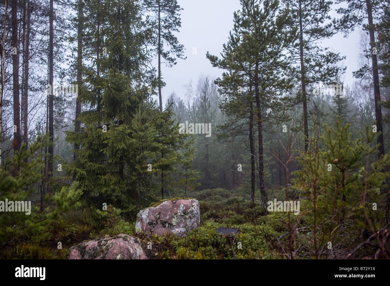 Scandinavian forest in autumn Stock Photo - Alamy