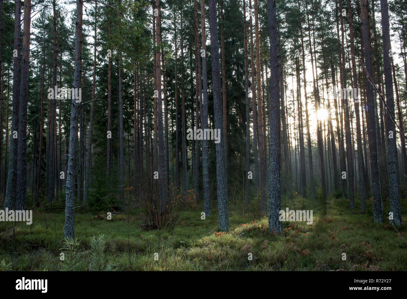 Scandinavia authentic hi-res stock photography and images - Alamy