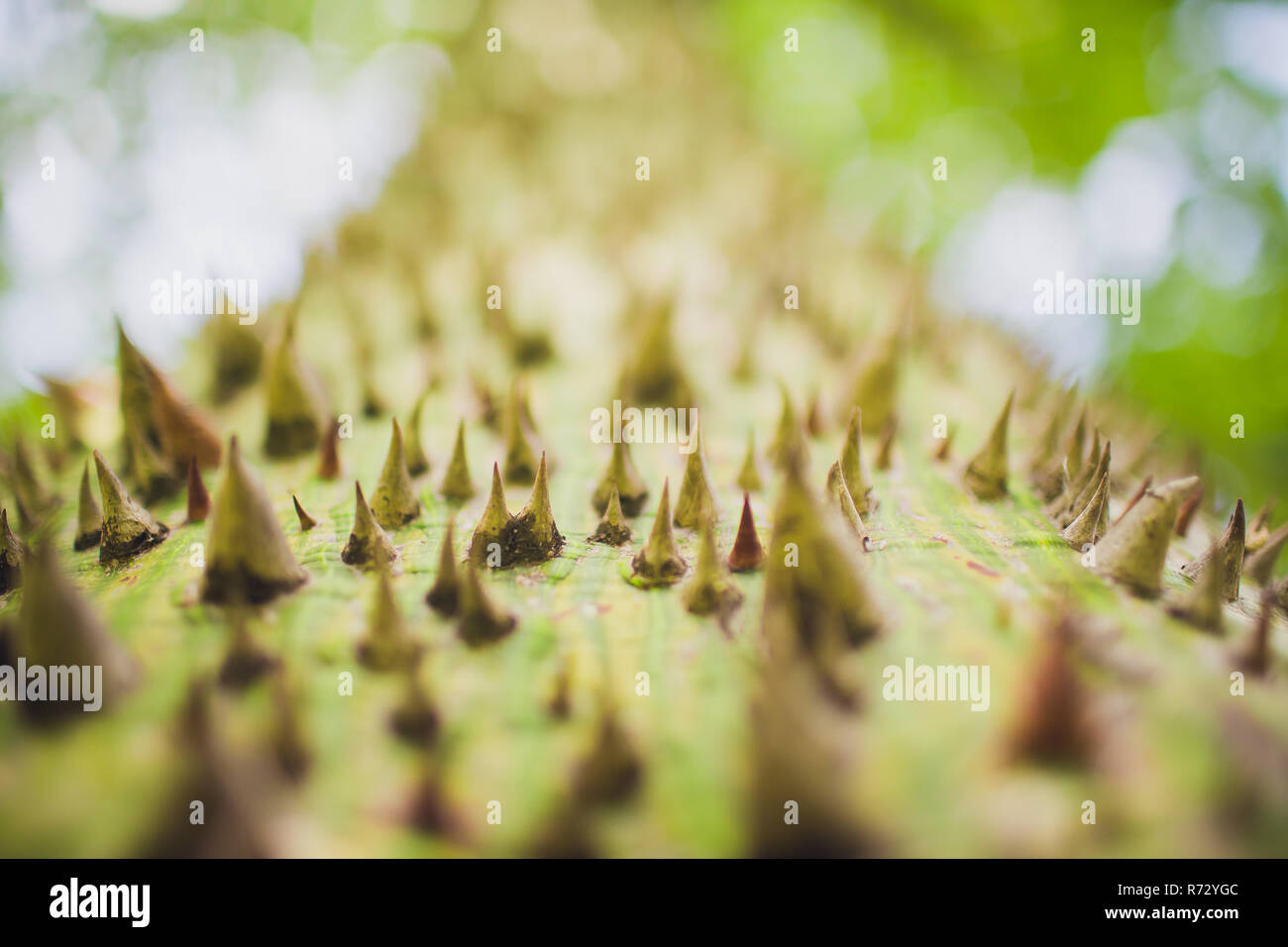 Close up shot an exotic Ravenna tree green trunk covered with brown ...