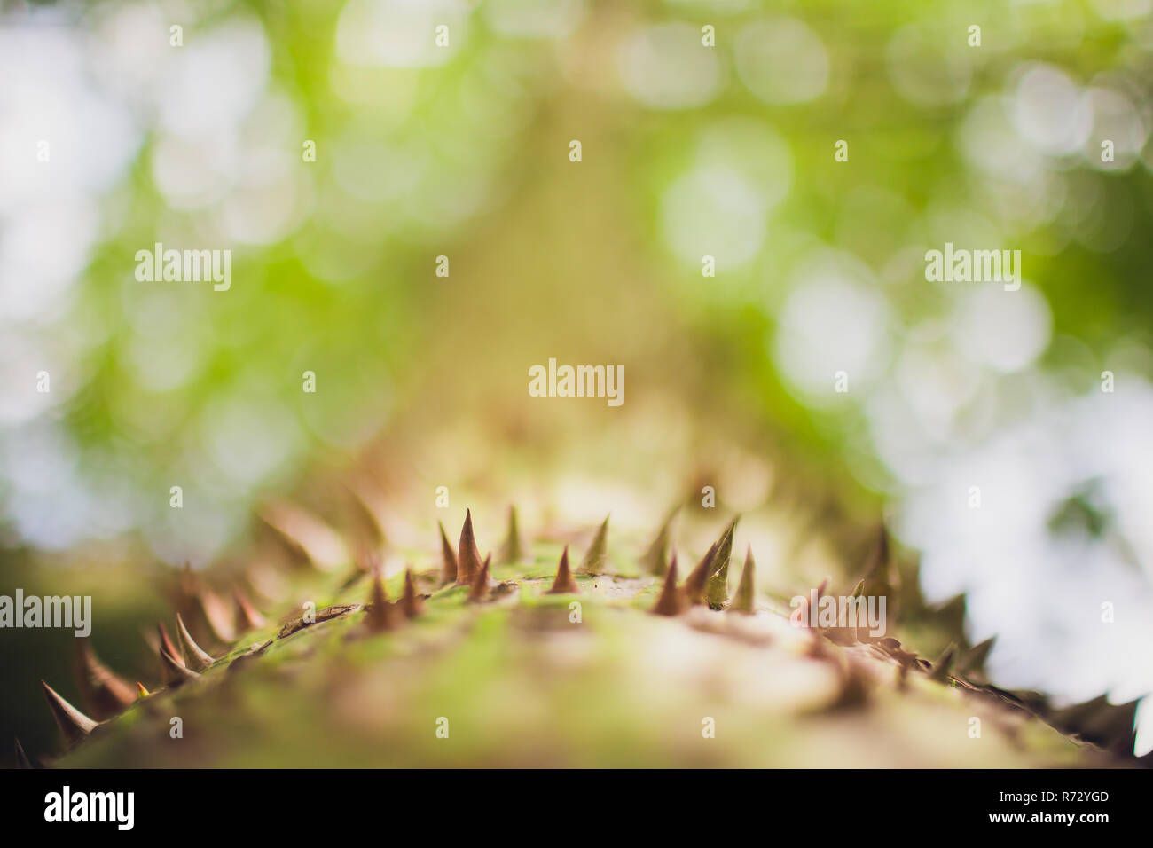 Close up shot an exotic Ravenna tree green trunk covered with brown ...