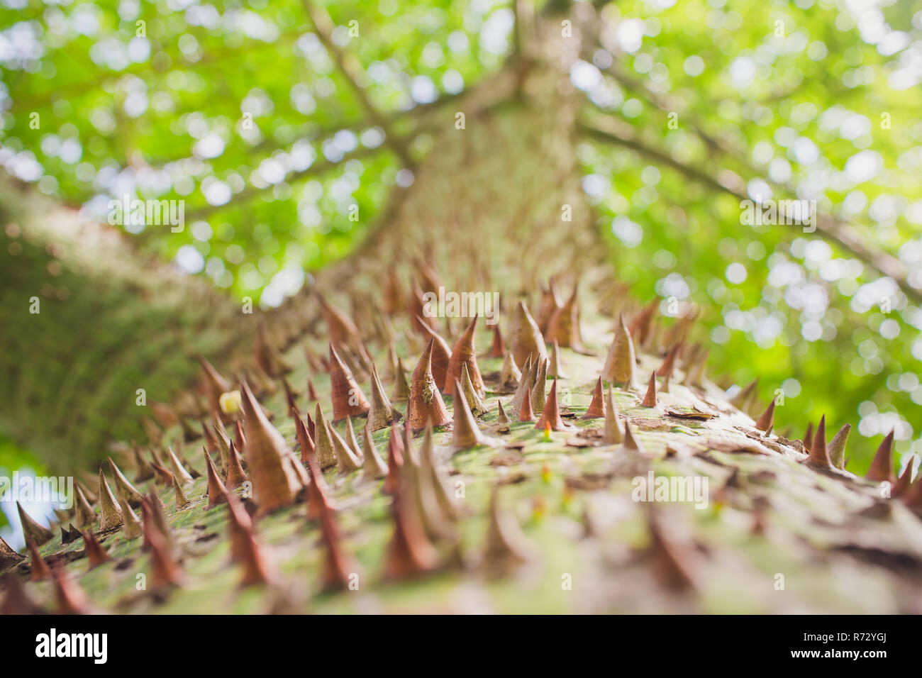 Close up shot an exotic Ravenna tree green trunk covered with brown ...