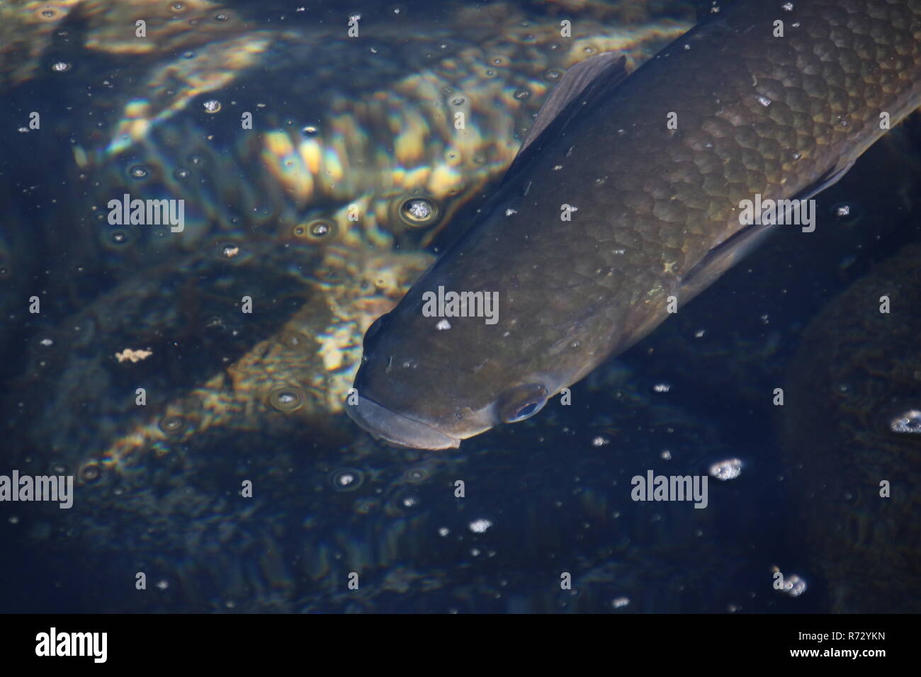a mullet fish swimming underwater Stock Photo - Alamy