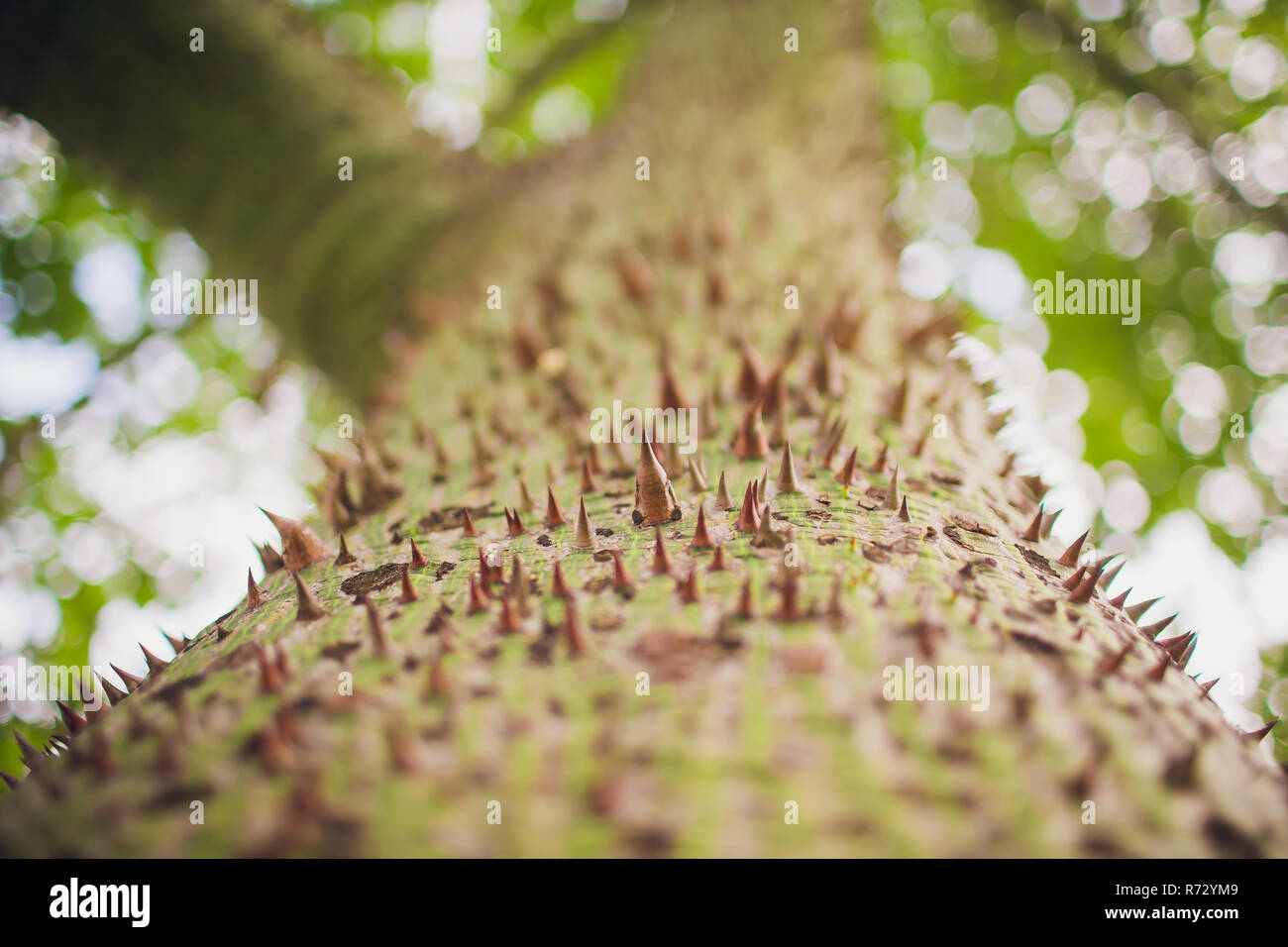 Close up shot an exotic Ravenna tree green trunk covered with brown ...