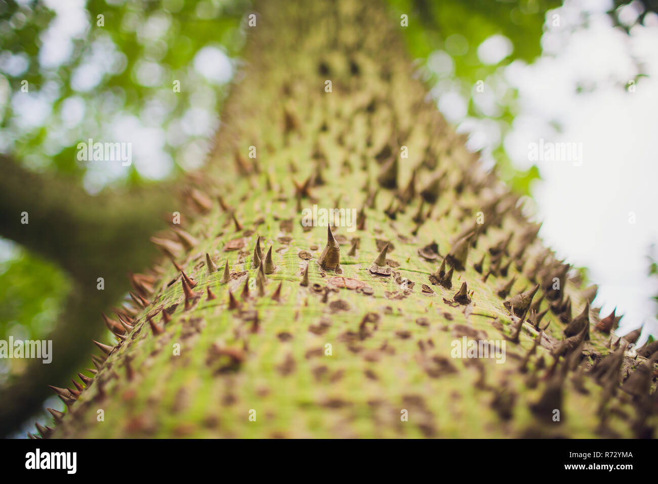 Close up shot an exotic Ravenna tree green trunk covered with brown ...