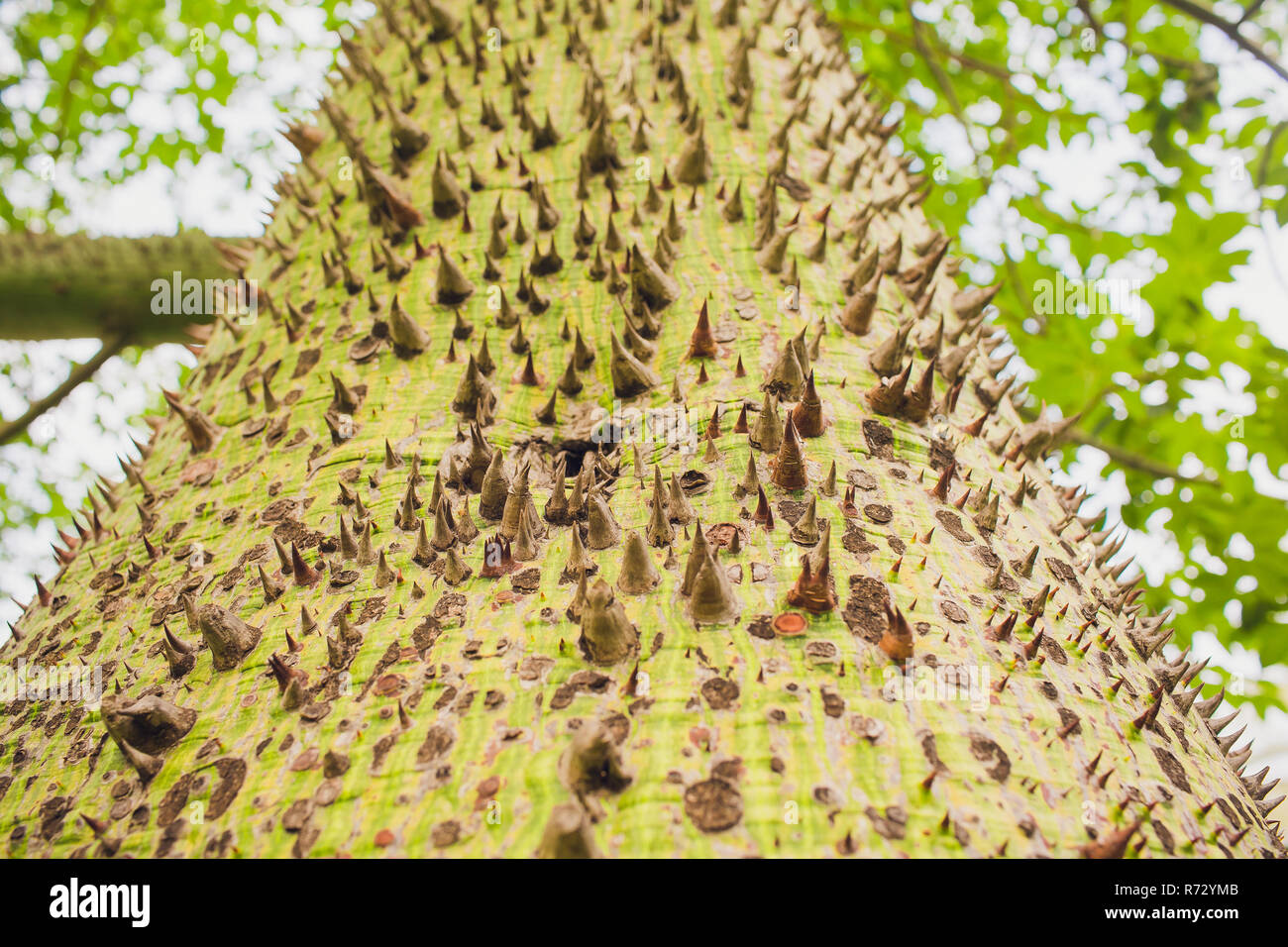 Close up shot an exotic Ravenna tree green trunk covered with brown ...