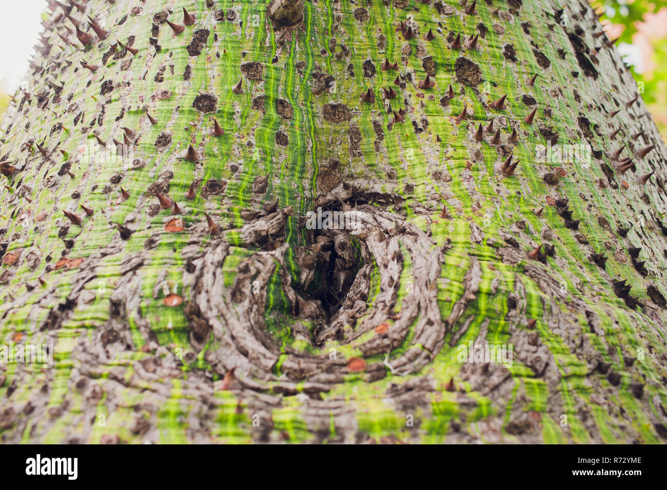 Close up shot an exotic Ravenna tree green trunk covered with brown ...