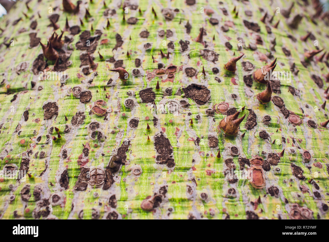 Close up shot an exotic Ravenna tree green trunk covered with brown ...