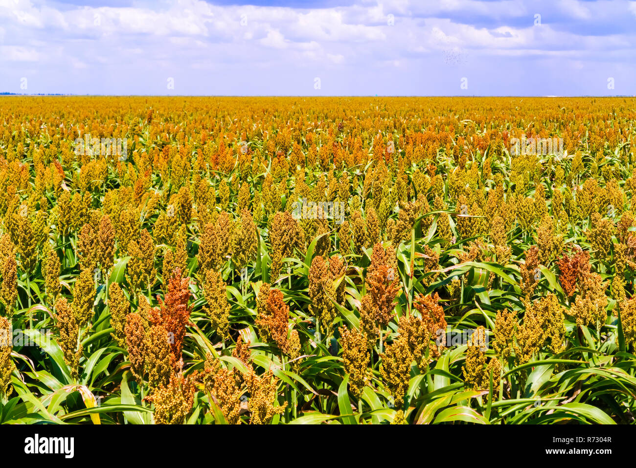 Sorghum, common name for maize-like grasses native to Africa and Asia ...