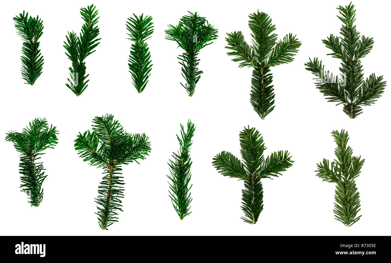 set of fir twigs or branches isolated on white background Stock Photo ...