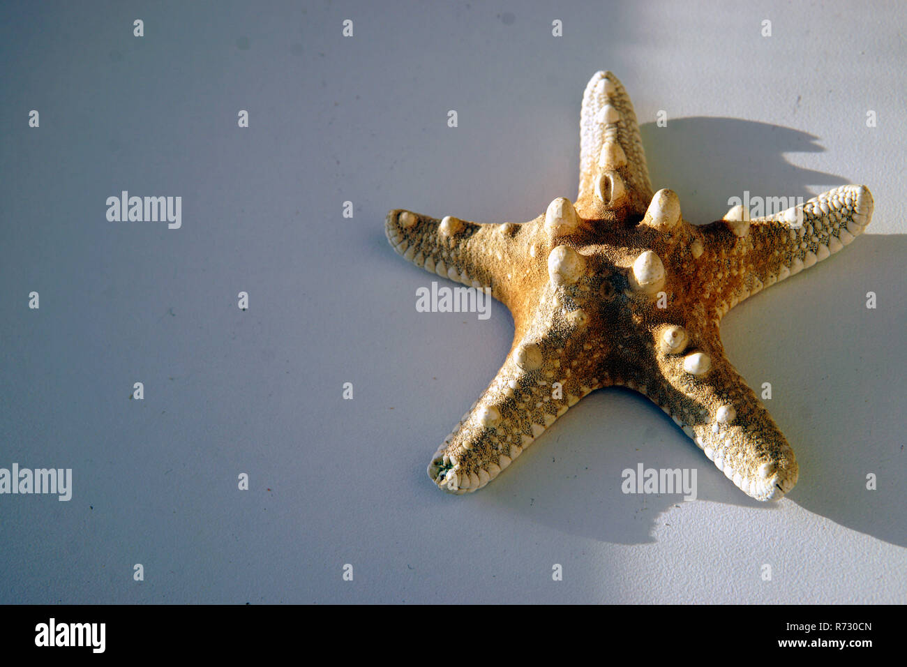 Starfish isolated on white background. Close up Stock Photo - Alamy