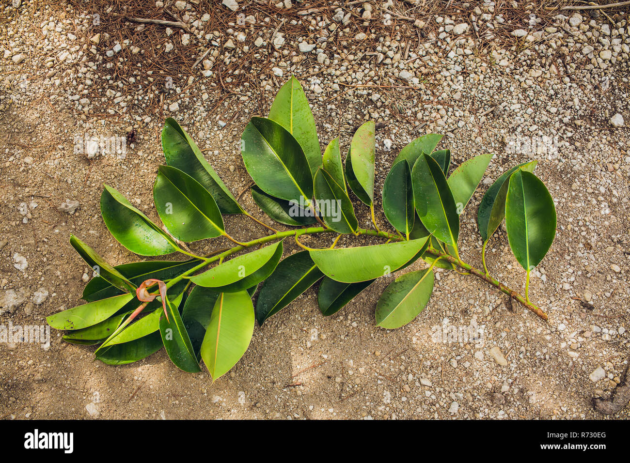 Rubber Plant Leaves cut off by people lying on the ground Stock Photo ...