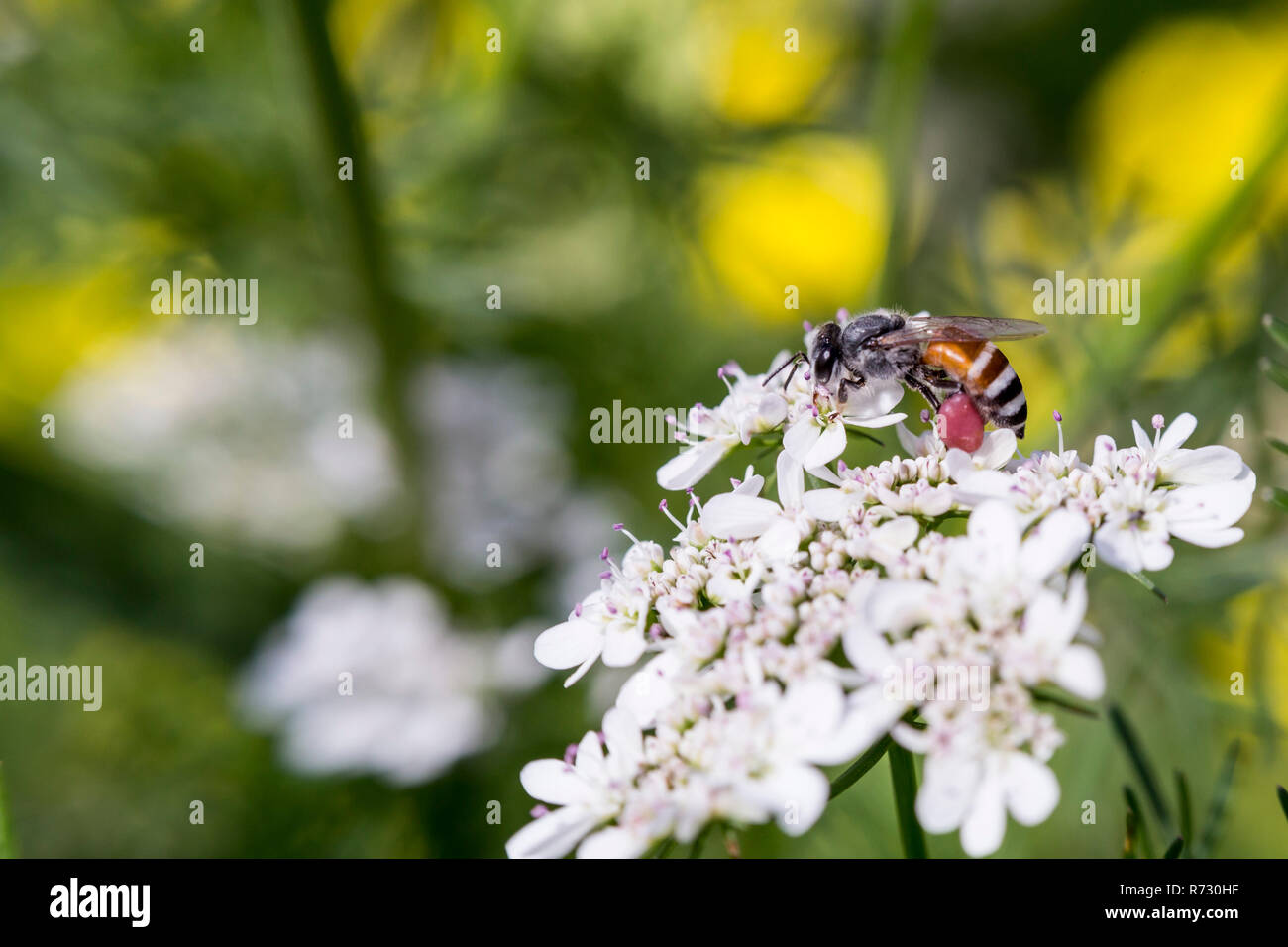 bee on flowers Stock Photo - Alamy
