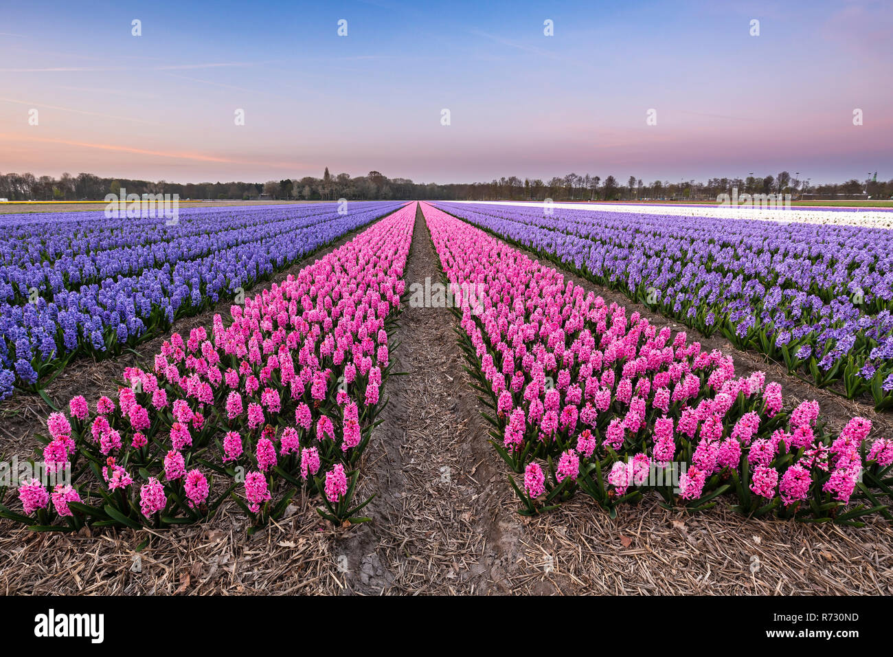 Colorful blooming flower field with pink and blue hyacinths during ...
