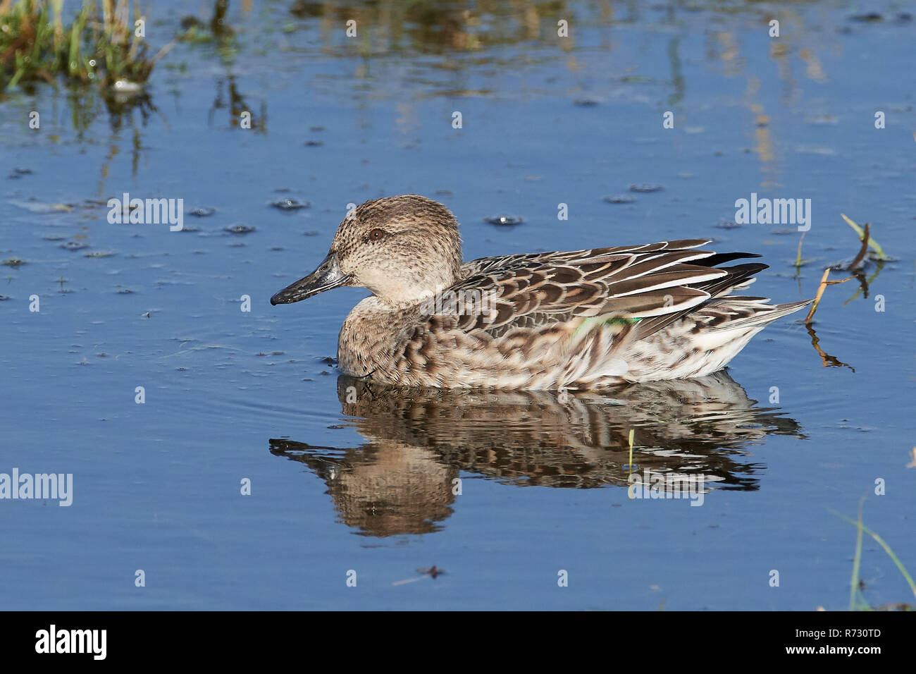 Eurasian teal in its natural habitat in Denmark Stock Photo - Alamy