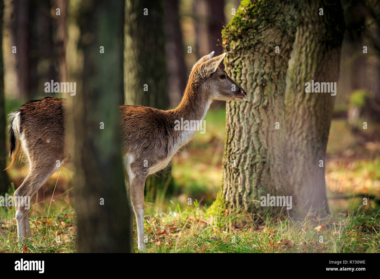 Fallow deer (Dama Dama) doe, hind or fawn in Autumn season. The Autumn ...
