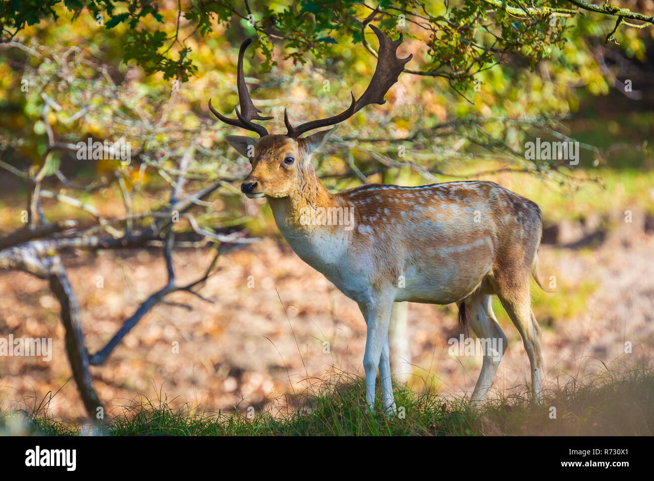 Fallow Deer Dama Dama Male Walking In A Forest The Autumn Sunlight