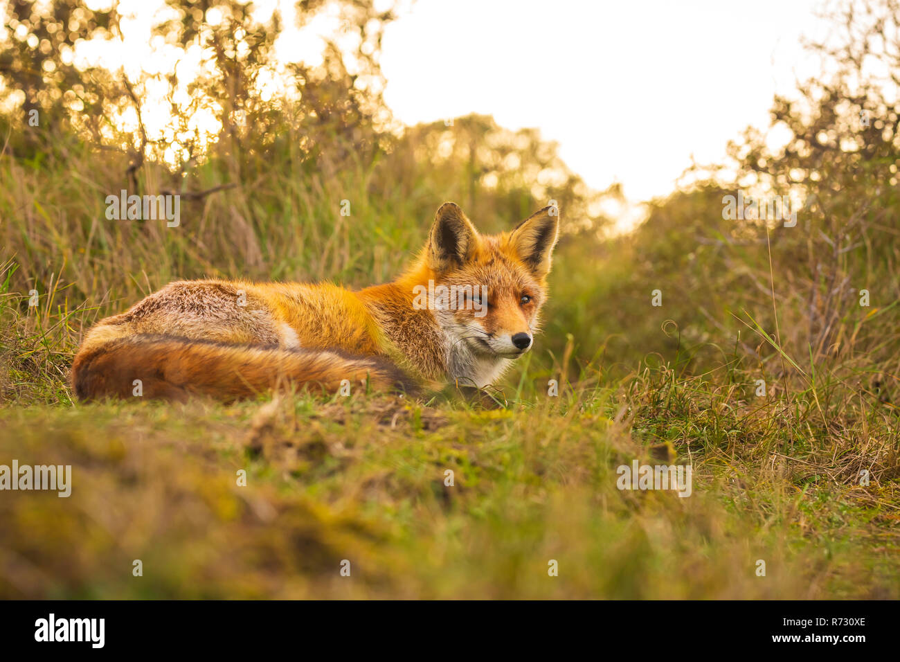 Wild young red fox (vulpes vulpes) vixen scavenging in a forest and dunes during sunset Stock ...