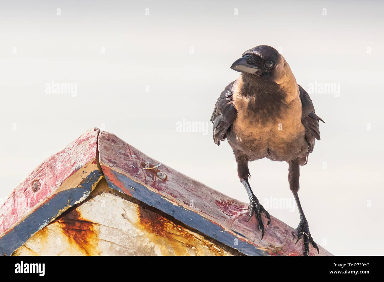 Indian crow hi-res stock photography and images - Alamy