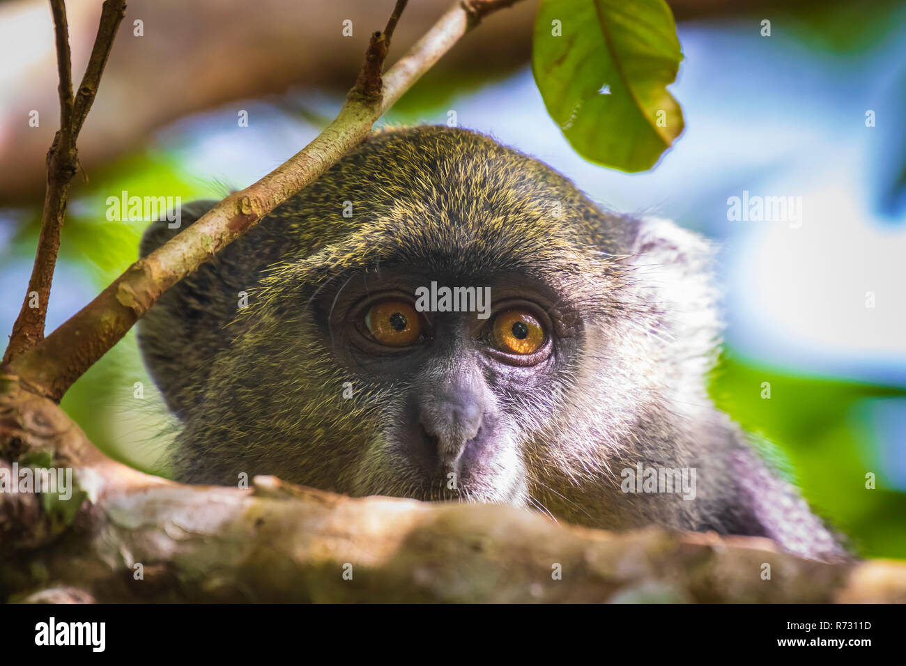 Wild blue or diademed monkey Cercopithecus mitis primate foraging and ...