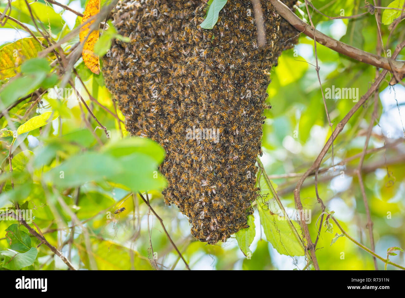 Natural honeycomb with bees in a african jungle forest during daytime ...