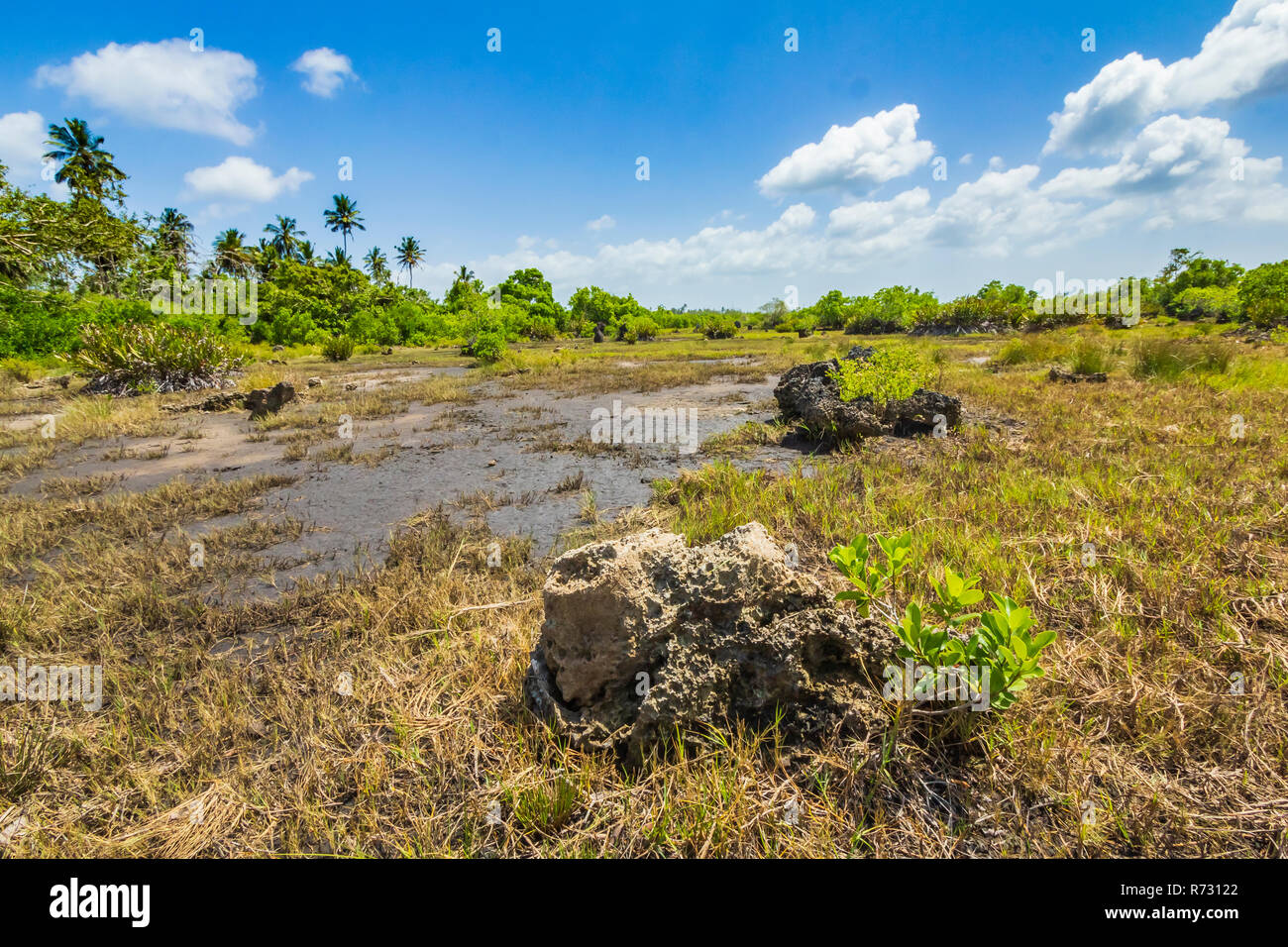 Tree root mud jungle hi-res stock photography and images - Alamy