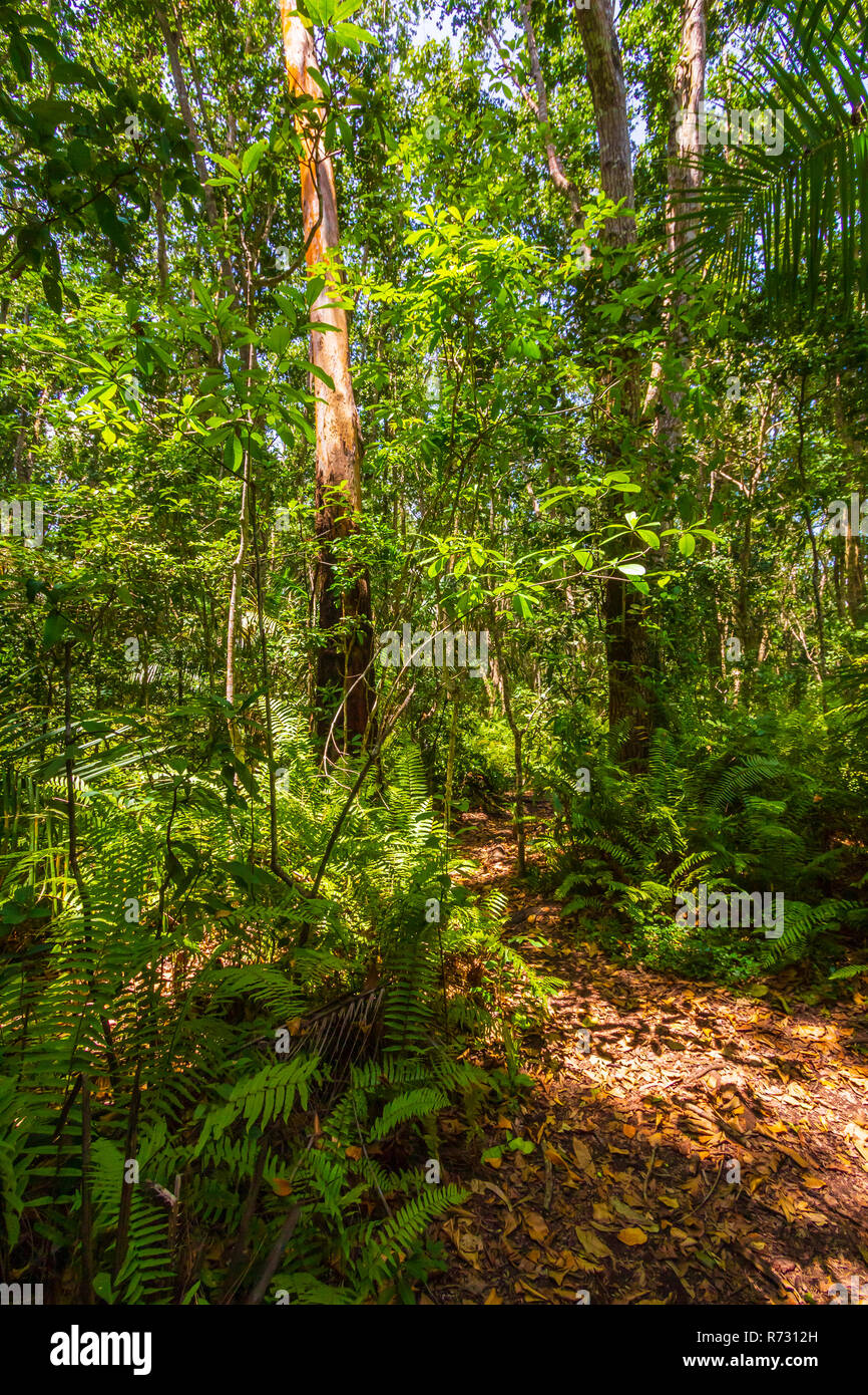 Jungle forest with walking path and wildlife on a clear sunny day ...