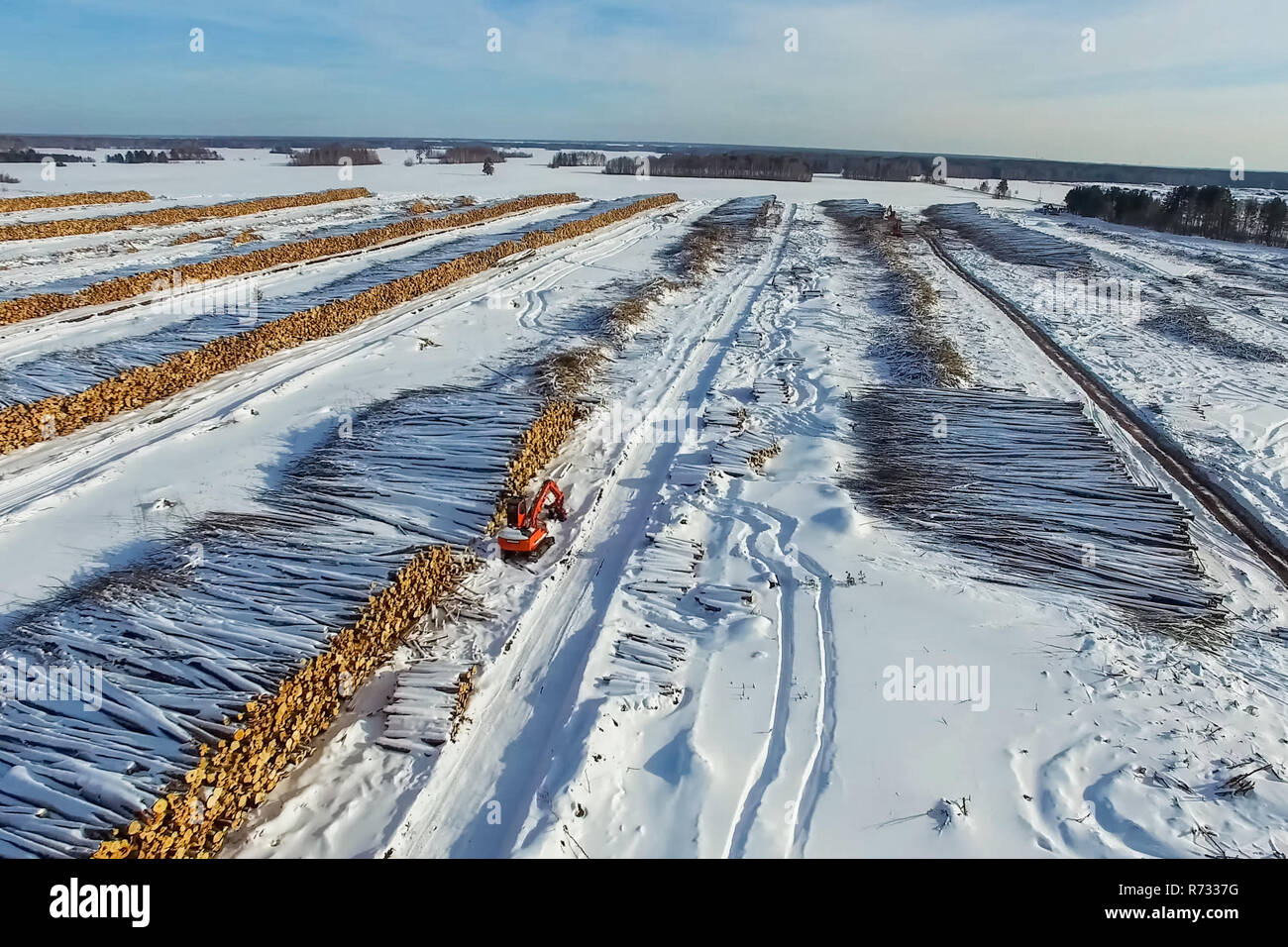 The felled trees lie under the open sky. Deforestation in Russia ...