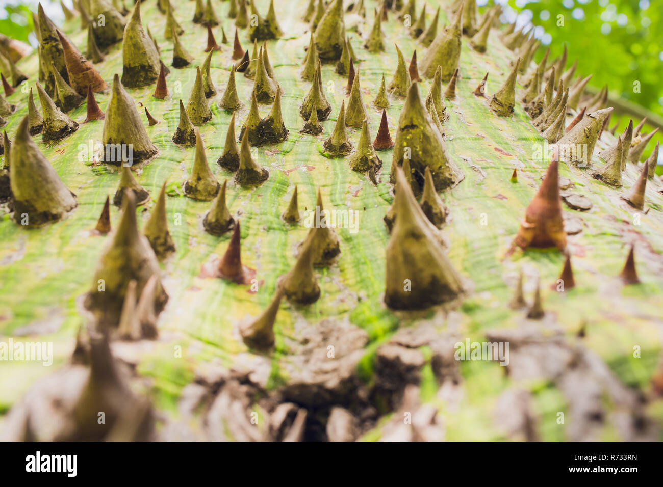 Close up shot an exotic Ravenna tree green trunk covered with brown ...