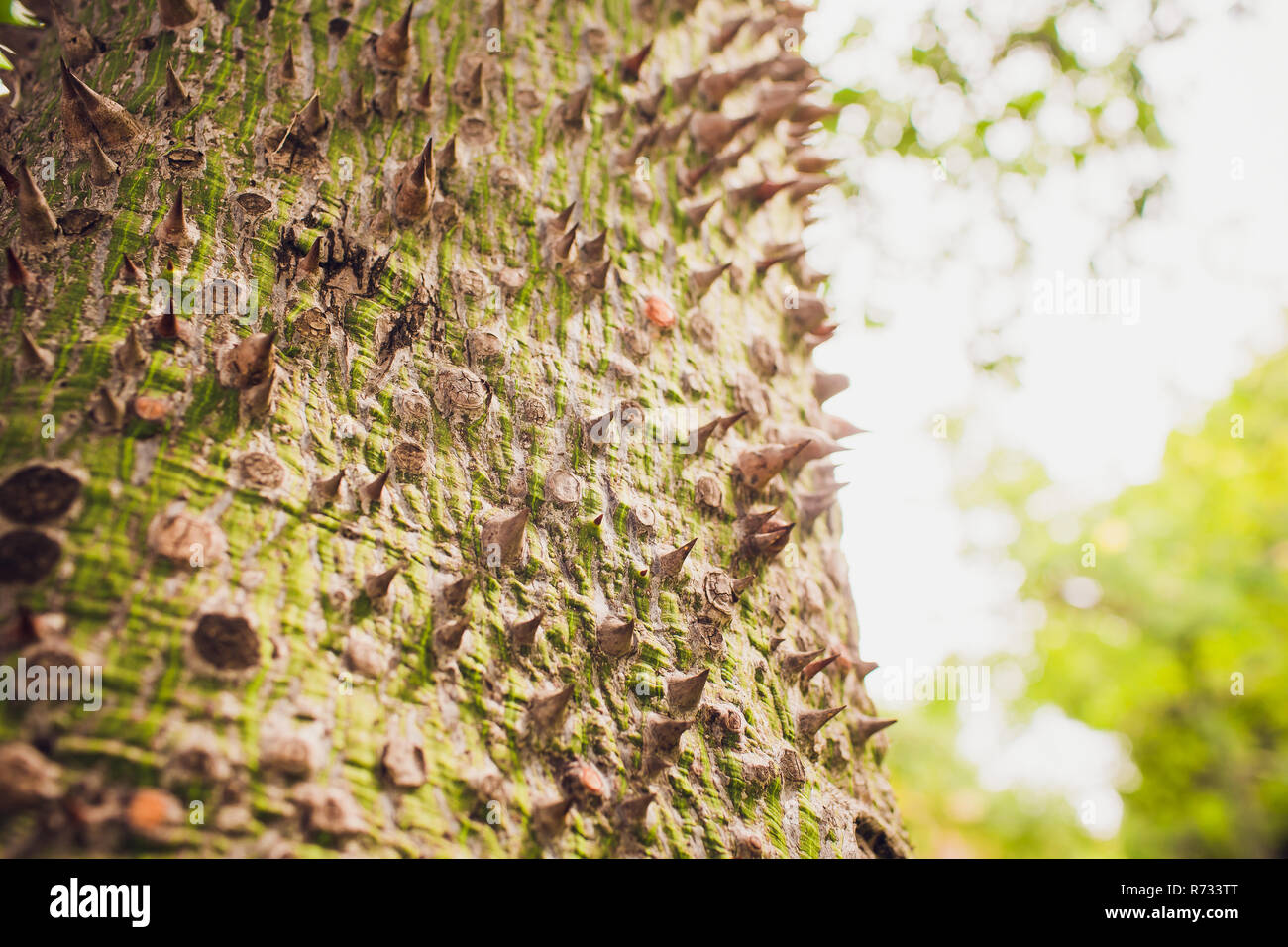 Close up shot an exotic Ravenna tree green trunk covered with brown ...
