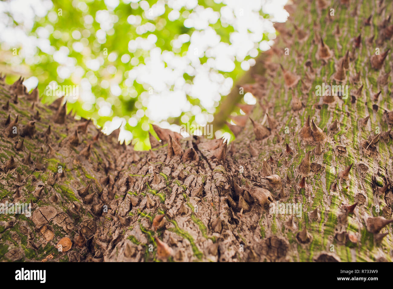 Close up shot an exotic Ravenna tree green trunk covered with brown ...
