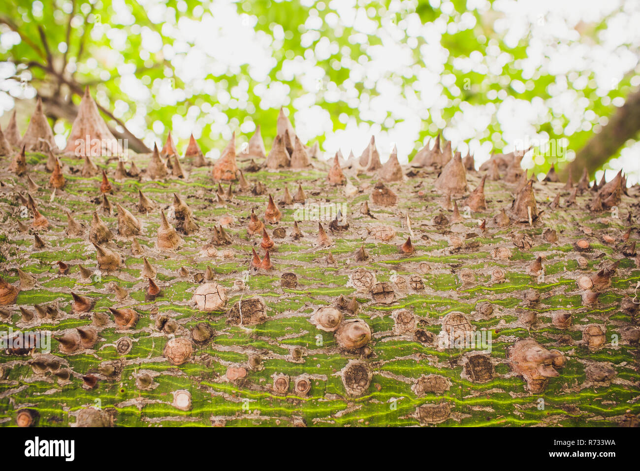 Close up shot an exotic Ravenna tree green trunk covered with brown ...