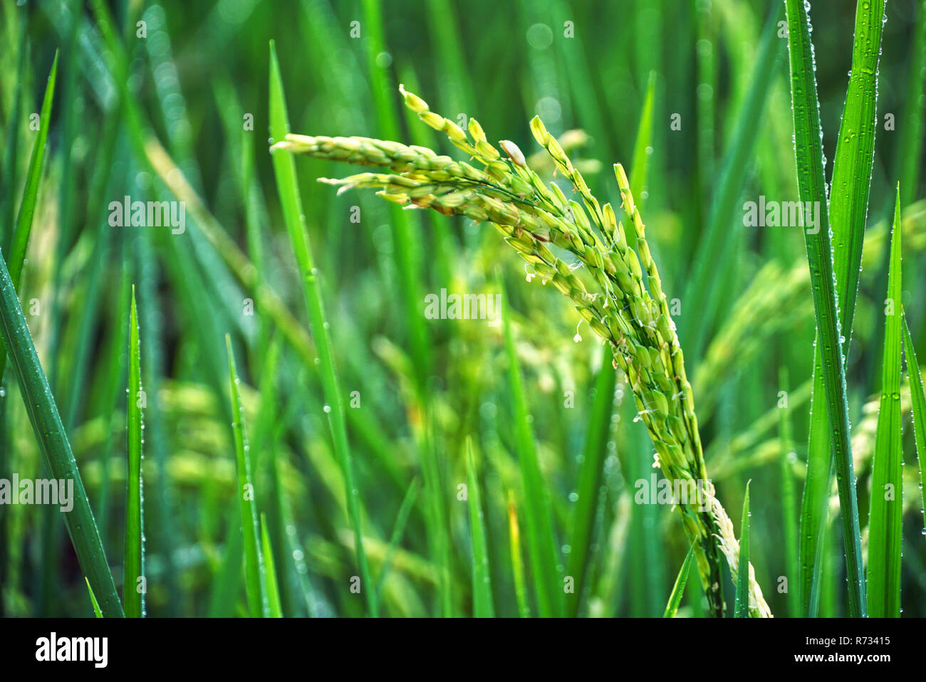 Rice plant in the field Stock Photo - Alamy
