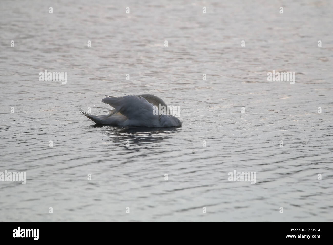 Floating waterfowl swan, wild birds swimming on the lake, wildlife ...