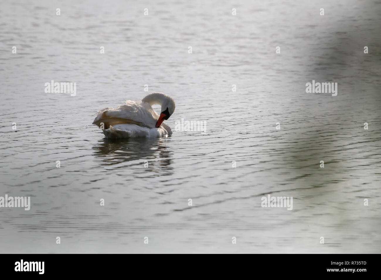 Floating waterfowl swan, wild birds swimming on the lake, wildlife ...