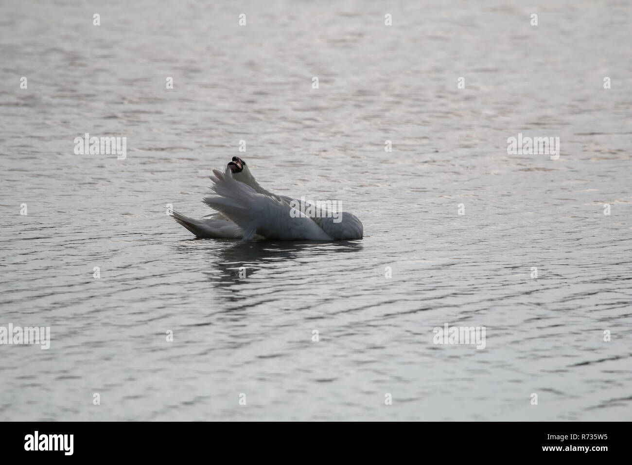 Floating waterfowl swan, wild birds swimming on the lake, wildlife ...