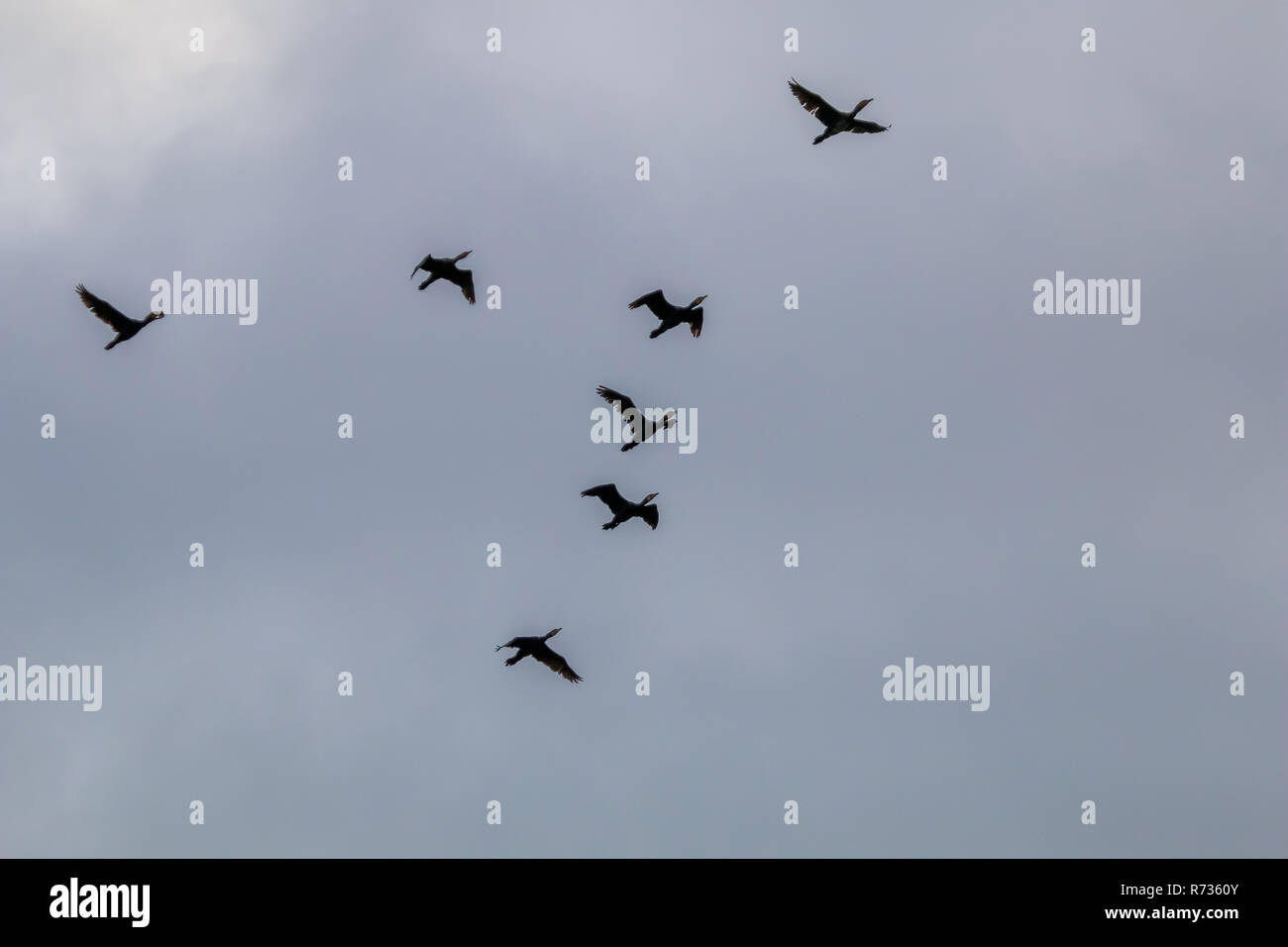 Flock of migratory birds hi-res stock photography and images - Alamy