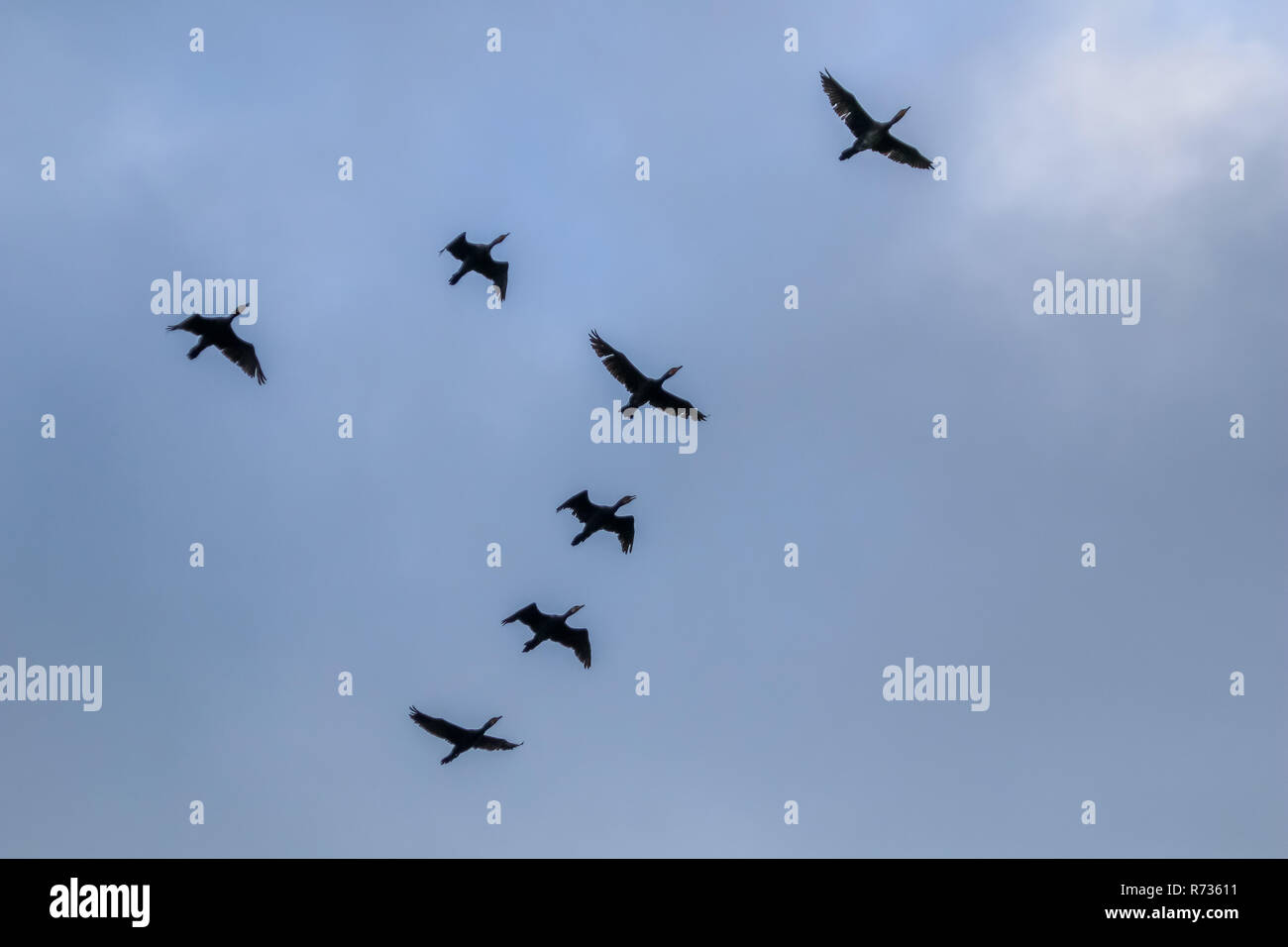 Birds of latvia hi-res stock photography and images - Alamy