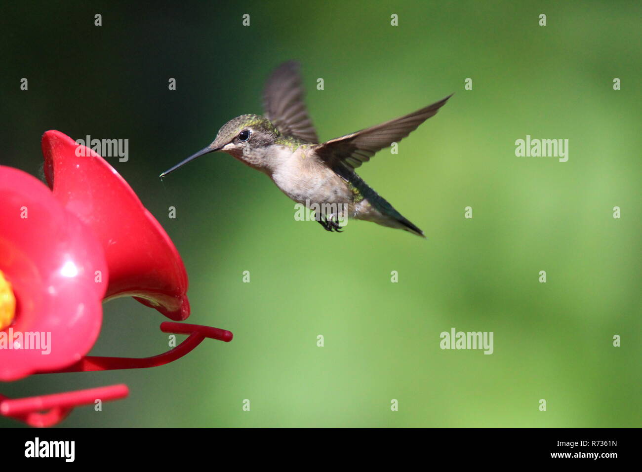 Hummingbird at the feeder/ Colibri a l'abreuvoir Stock Photo - Alamy