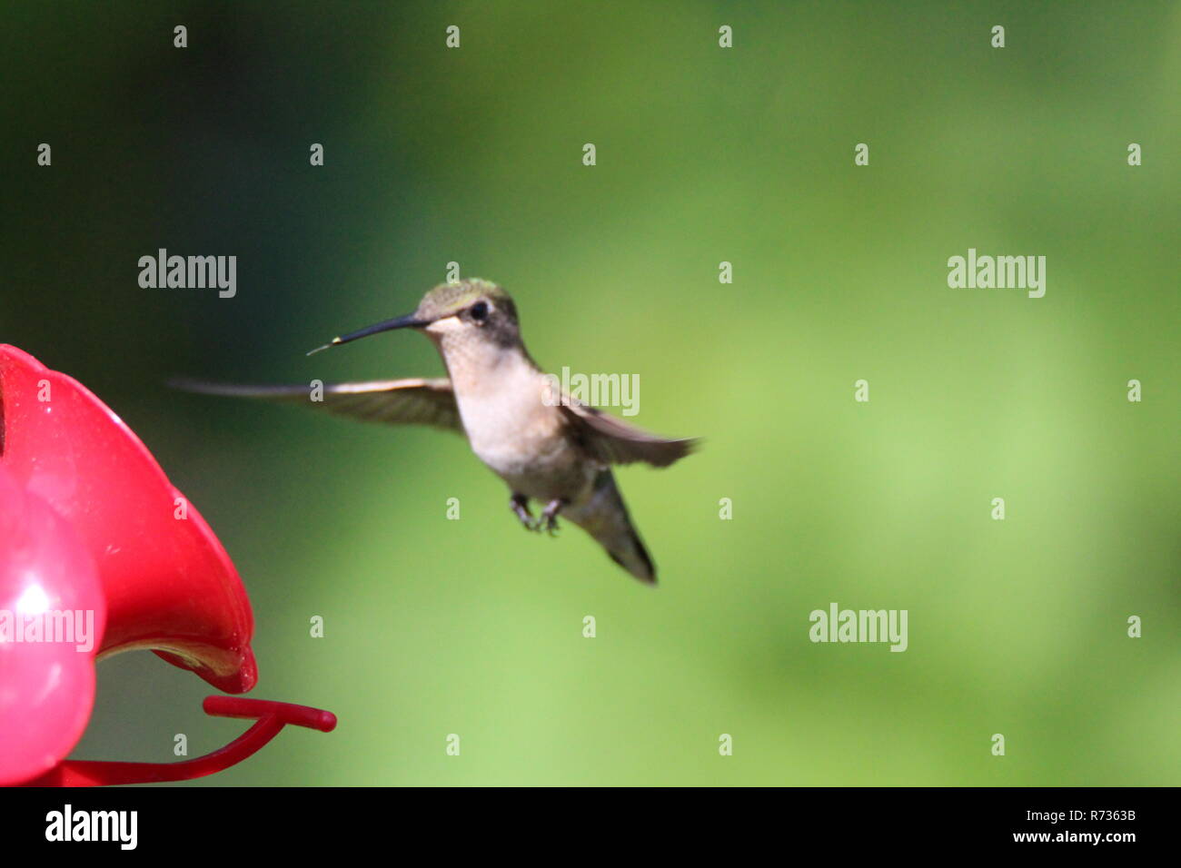 Hummingbird at the feeder/ Colibri a l'abreuvoir Stock Photo - Alamy