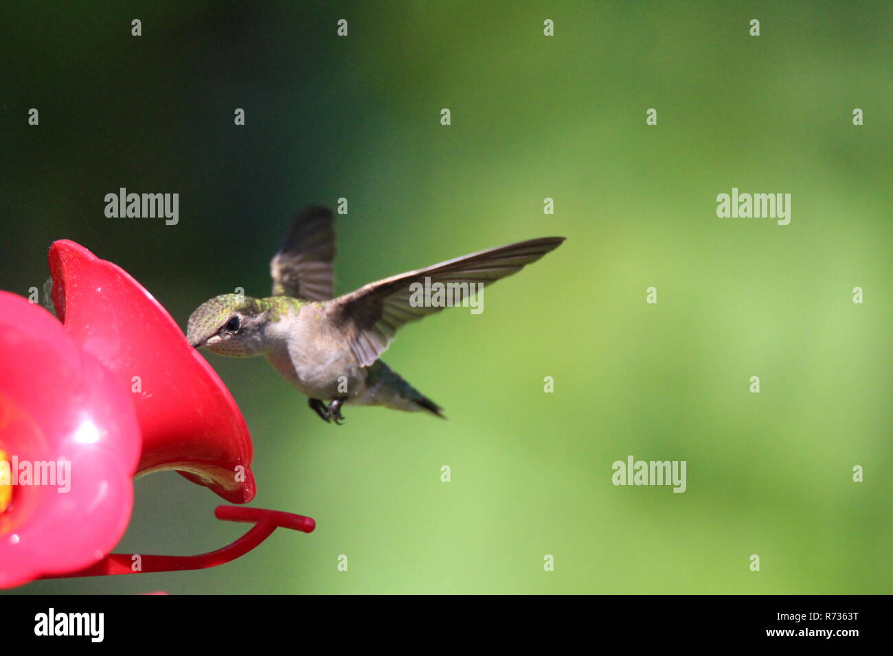 Hummingbird at the feeder/ Colibri a l'abreuvoir Stock Photo - Alamy