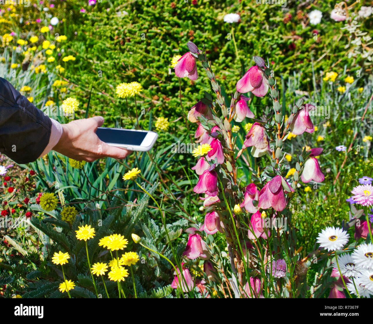photographing Pimelea physodes Qualup bell Stock Photo - Alamy